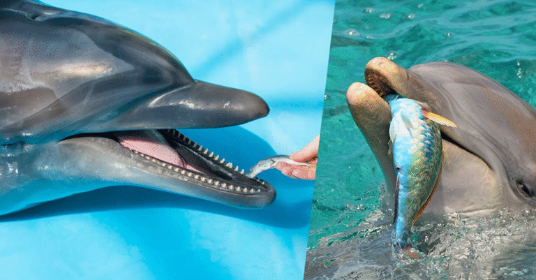 The Surprising Diet of Dolphins: From Fish to Sea Lions