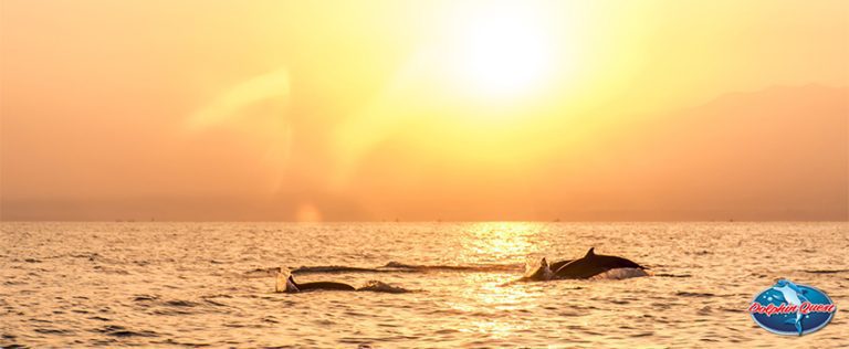 Transforming Dolphin and Human Interaction Into a Worthwhile Adventure