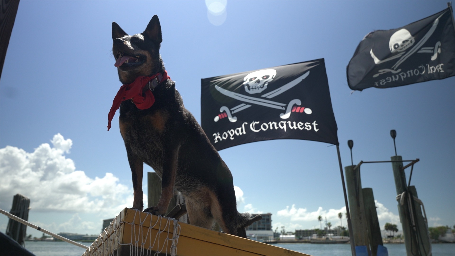 Penny the Pirate Pup - Pirate Ship Johns Pass Boat Tours & Dolphin Tour