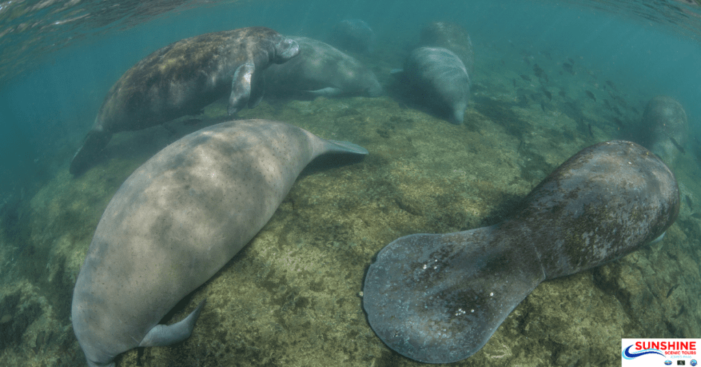 Manatee Mateys: A Guide to Spotting Florida's Gentle Giants - Pirate ...