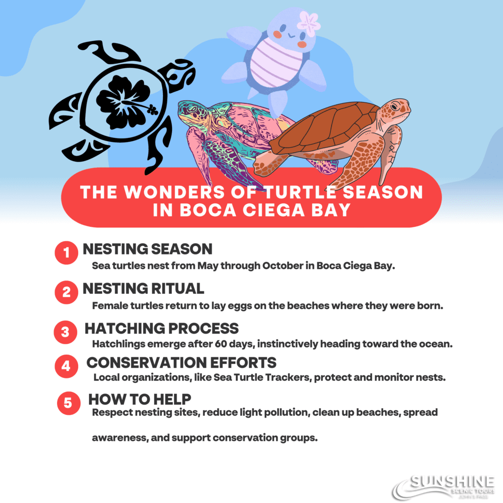 Turtle Power: Turtle Season is in Bloom in Boca Ciega Bay! | Sunshine ...