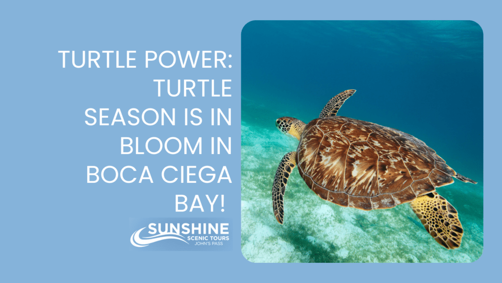 Turtle Power: Turtle Season is in Bloom in Boca Ciega Bay! | Sunshine ...